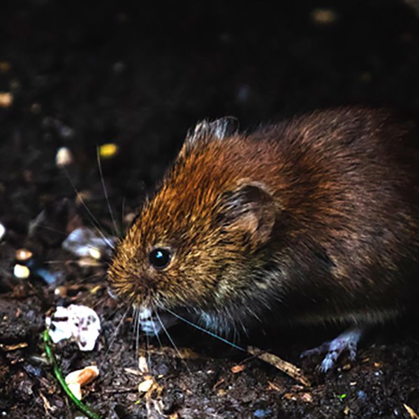 LANTRA Level 2 Award in Rodent Management - D&H Direct