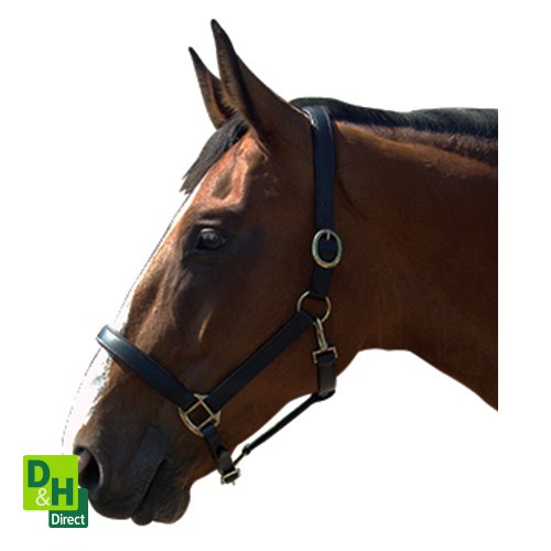 Protack Headcollar Leather Black - Cob - D&H Direct