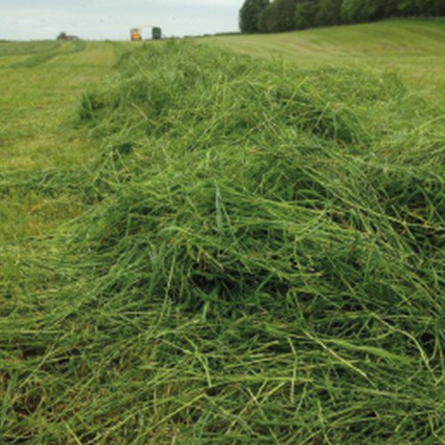 Clamp Filler Grass Seed 5 x 14kg (5 Acre Pack) - D&H Direct