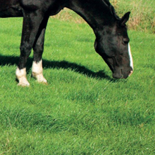 D&H Equine Horse Paddock Grass Seed 5 x 13kg (5 Acre Pack) - D&H Direct